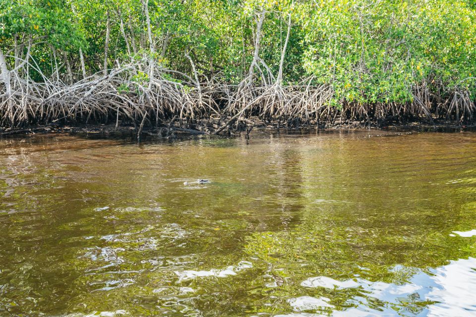 Naples, FL: Manatee Sightseeing and Wildlife Boat Tour - Authentic Insights from Reviews