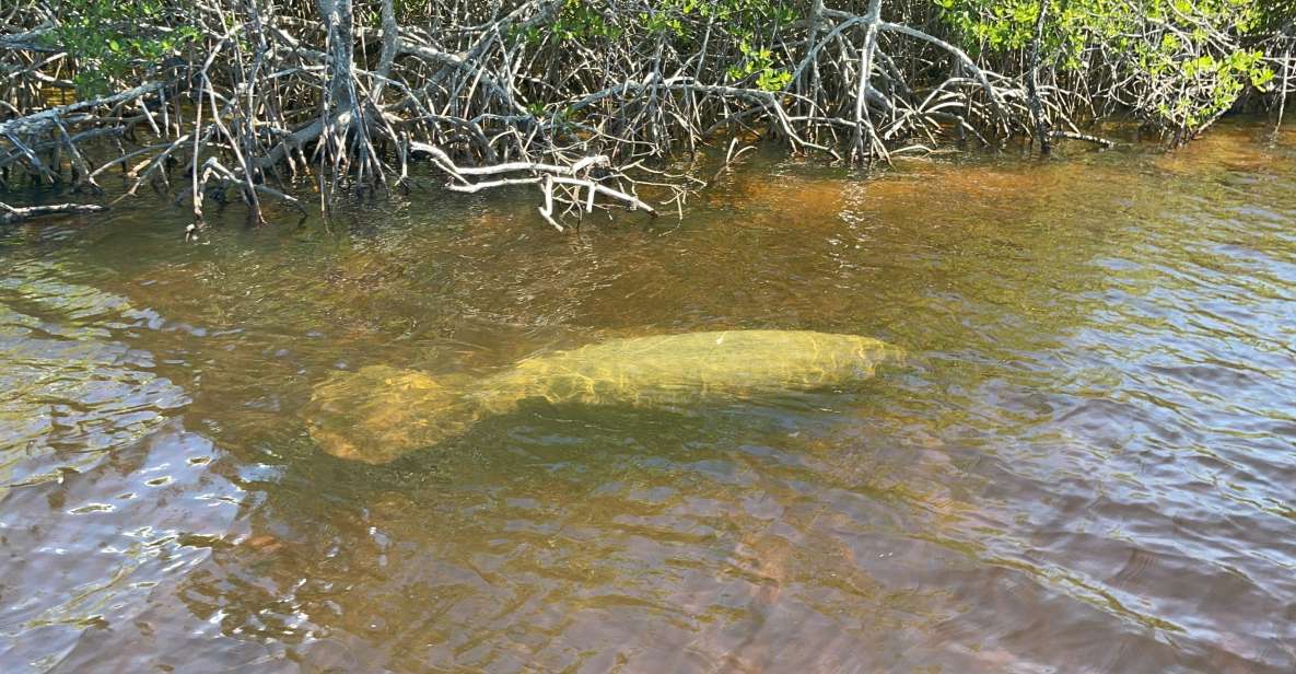 Naples, FL: Manatee Sightseeing and Wildlife Boat Tour - Final Thoughts