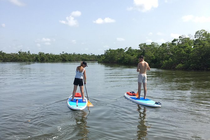 Naples Fl, Paddleboard Mangrove Forest Tour - Who Should Book This Tour?