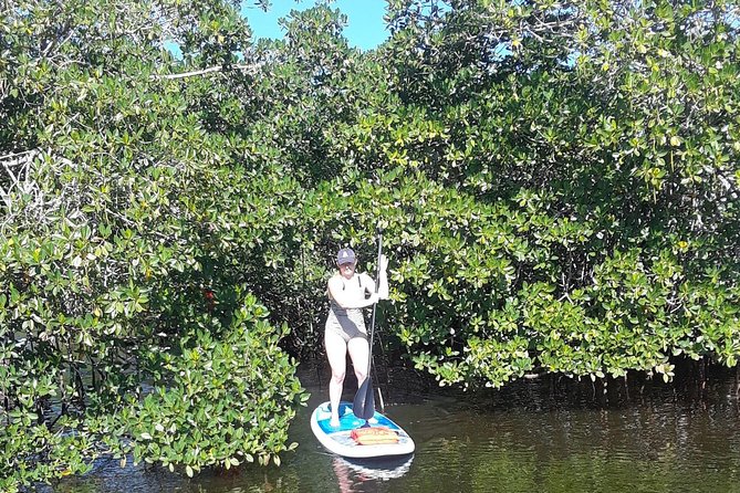 Naples Fl, Paddleboard Mangrove Forest Tour - Frequently Asked Questions