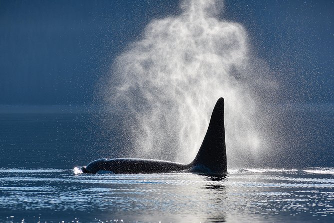 Narrated Whale Watching Cruise with Glacier View Stop - The Itinerary: What to Expect on this Juneau Adventure