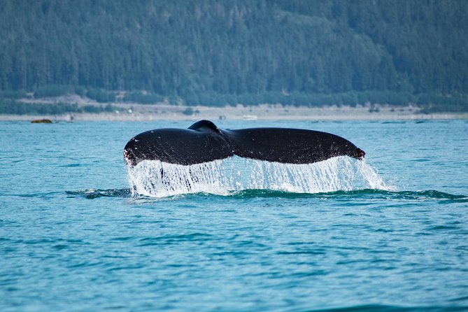 Narrated Whale Watching Cruise with Glacier View Stop - Is It Worth the Price? Analyzing the Value