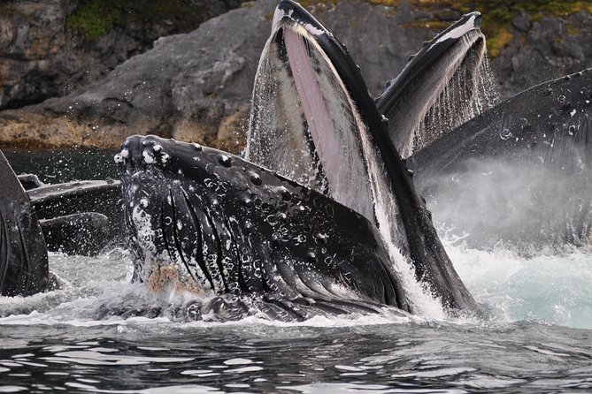 Narrated Whale Watching Cruise with Glacier View Stop - Practical Tips for Booking and Participating