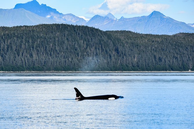 Narrated Whale Watching Cruise with Glacier View Stop - Who Should Consider This Tour?