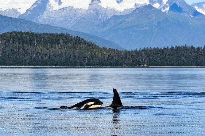 Narrated Whale Watching Cruise with Glacier View Stop - The Sum Up