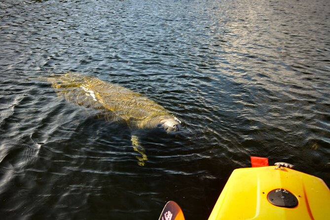 National Park Pedal Kayak Tours in New Smyrna Beach - The Experience: A Detailed Breakdown  