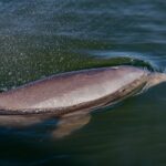 National Park Pedal Kayak Tours in New Smyrna Beach - Final Thoughts: Who Should Consider This Tour?
