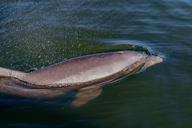 National Park Pedal Kayak Tours in New Smyrna Beach - Final Thoughts: Who Should Consider This Tour?
