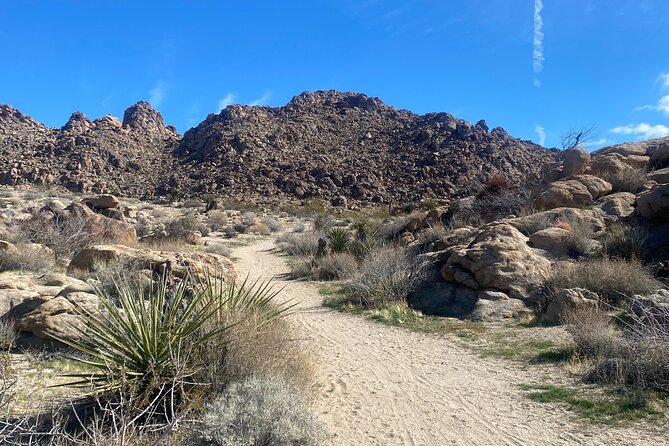 Natural Wonders Walk: Plants, Animals and Rocks of Joshua Tree - Value for Money