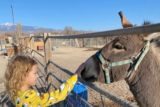 Nature Health Farms Alpaca Farm Petting Zoo Pahrump Death Valley - Exploring the Experience