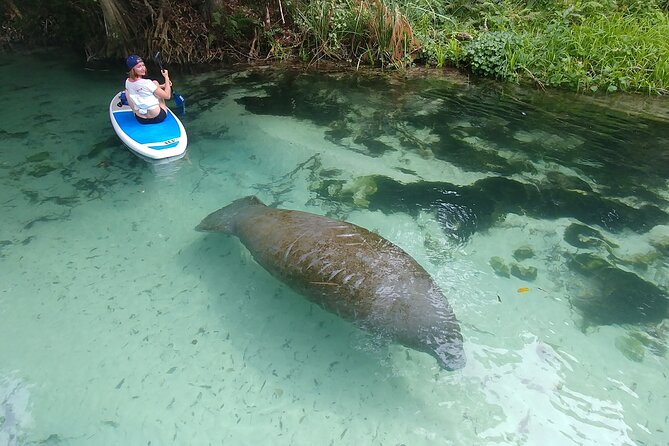 Nature & Island Exploration on SUP/Kayak - Exploring Miamis Mangroves by Kayak or Stand-Up Paddleboard: An Honest Review