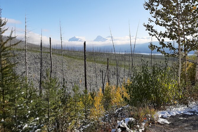 Nature Walk in Glacier National Park - Who Should Book This Experience?
