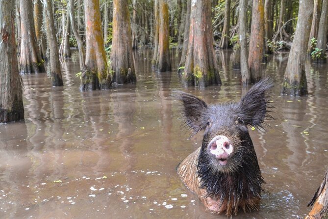 Nawlins Luxury: Airboat Swamp Tour with Transportation - The Sum Up