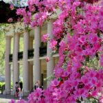 Nawlins Luxury: Double Plantation Whitney & Oak Alley with Transportation - Practical Details: What to Know Before You Go