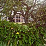 Nawlins Luxury: Oak Alley Plantation & Pontoon Swamp Tour w/Transportation - Authentic Insights from Past Travelers