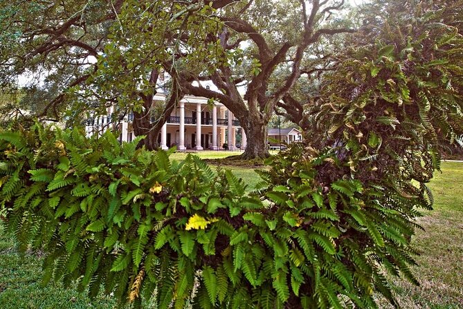 Nawlins Luxury: Oak Alley Plantation & Pontoon Swamp Tour w/Transportation - Authentic Insights from Past Travelers