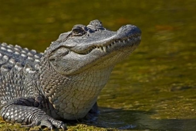 Nawlins Luxury: Pontoon Boat Swamp Tour with Transportation - Key Points