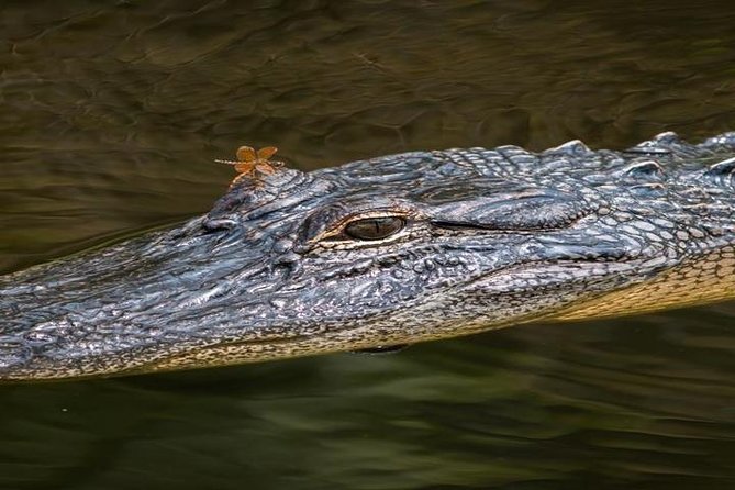 Nawlins Luxury: Pontoon Boat Swamp Tour with Transportation - An Authentic Cajun Swamp Experience with Comfort and Convenience