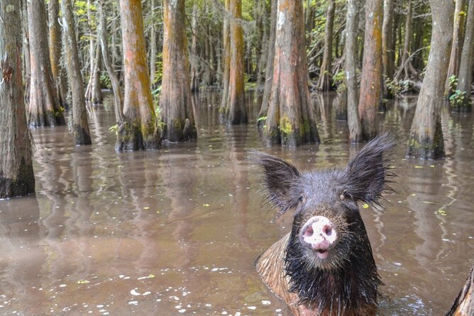Nawlins Luxury: Pontoon Boat Swamp Tour with Transportation - The Pontoon Ride and Wildlife Spotting