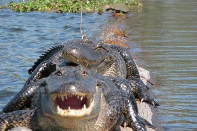Nawlins Luxury: Pontoon Boat Swamp Tour with Transportation - The Authenticity and Authentic Experience