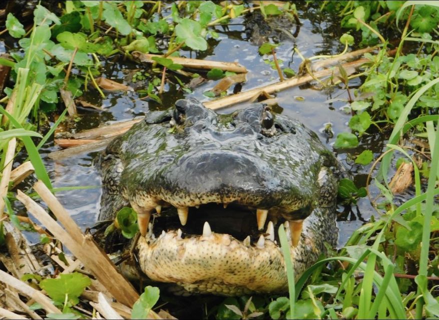 New Orleans: 10 Passenger Airboat Swamp Tour - Exploring the Louisiana Bayous: A Detailed Look at the 10 Passenger Airboat Swamp Tour