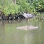 New Orleans: 10 Passenger Airboat Swamp Tour - The Itinerary and What You Can Expect