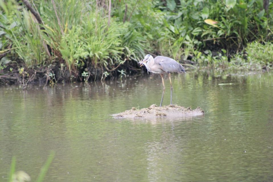 New Orleans: 10 Passenger Airboat Swamp Tour - The Itinerary and What You Can Expect