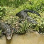 New Orleans: 16 Passenger Airboat Swamp Tour - Pricing and Value
