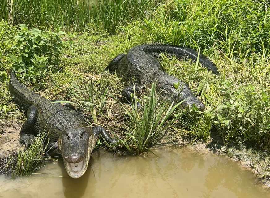 New Orleans: 16 Passenger Airboat Swamp Tour - Pricing and Value