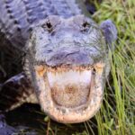 New Orleans: 6 Passenger Premium Airboat Swamp Tour - The Private Property Advantage