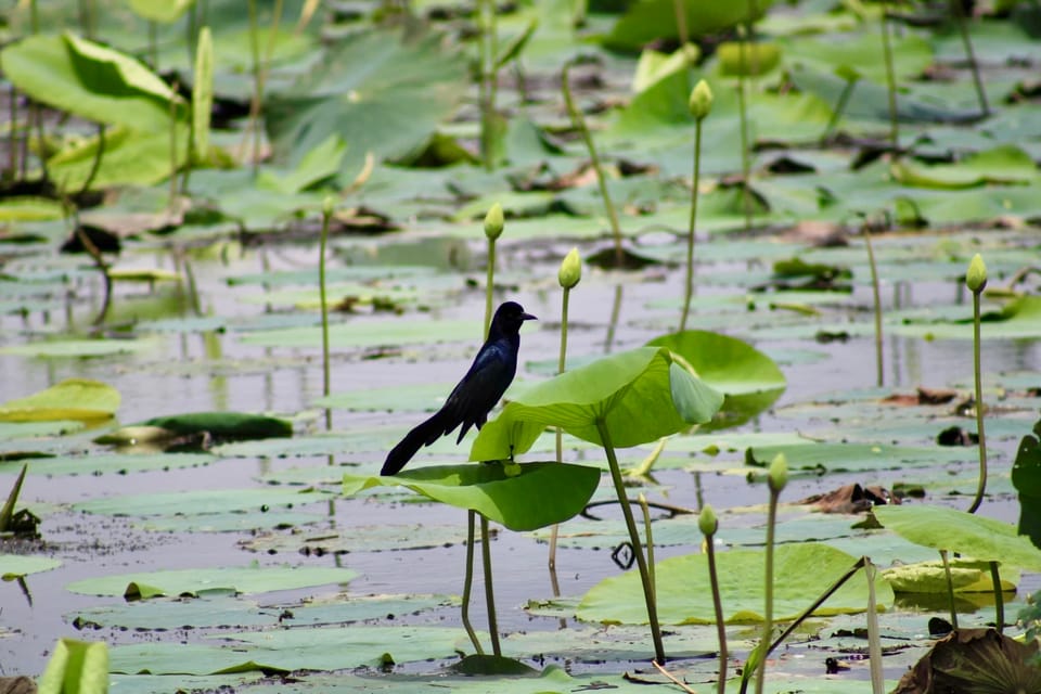 New Orleans: 6 Passenger Premium Airboat Swamp Tour - Price and Value