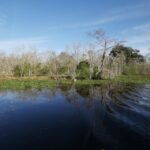 New Orleans: Airboat or Pontoon Boat Cruise with Transfers - An Authentic Louisiana Wetlands Experience
