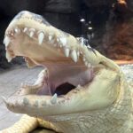 New Orleans: Audubon Aquarium & Insectarium Ticket - Authentic Experiences from Fellow Visitors