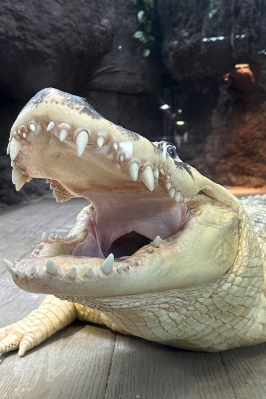 New Orleans: Audubon Aquarium & Insectarium Ticket - Authentic Experiences from Fellow Visitors