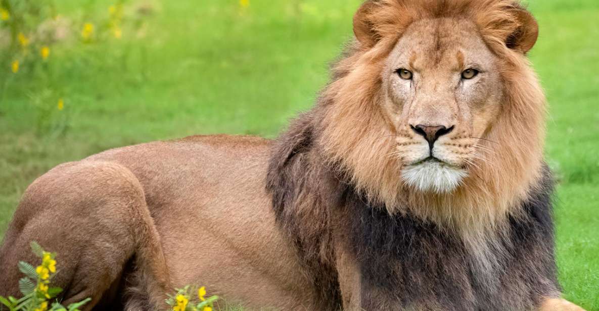 New Orleans: Audubon Zoo Ticket and Combination Option - Key Points