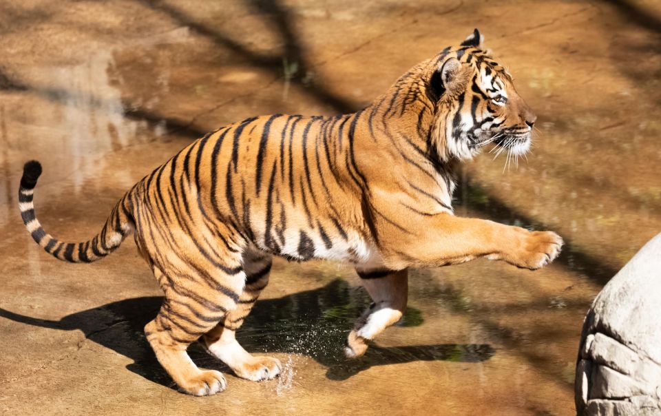 New Orleans: Audubon Zoo Ticket and Combination Option - FAQs