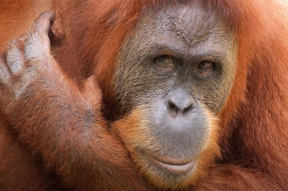 New Orleans: Audubon Zoo Ticket and Combination Option - What Makes the Audubon Zoo Stand Out