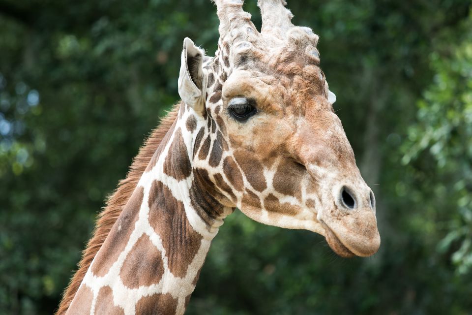New Orleans: Audubon Zoo Ticket and Combination Option - What to Expect During Your Visit