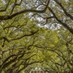 New Orleans: Bayou Swamp Tour and Oak Alley Plantation Tour - Final Thoughts: Who Will Love This Tour?