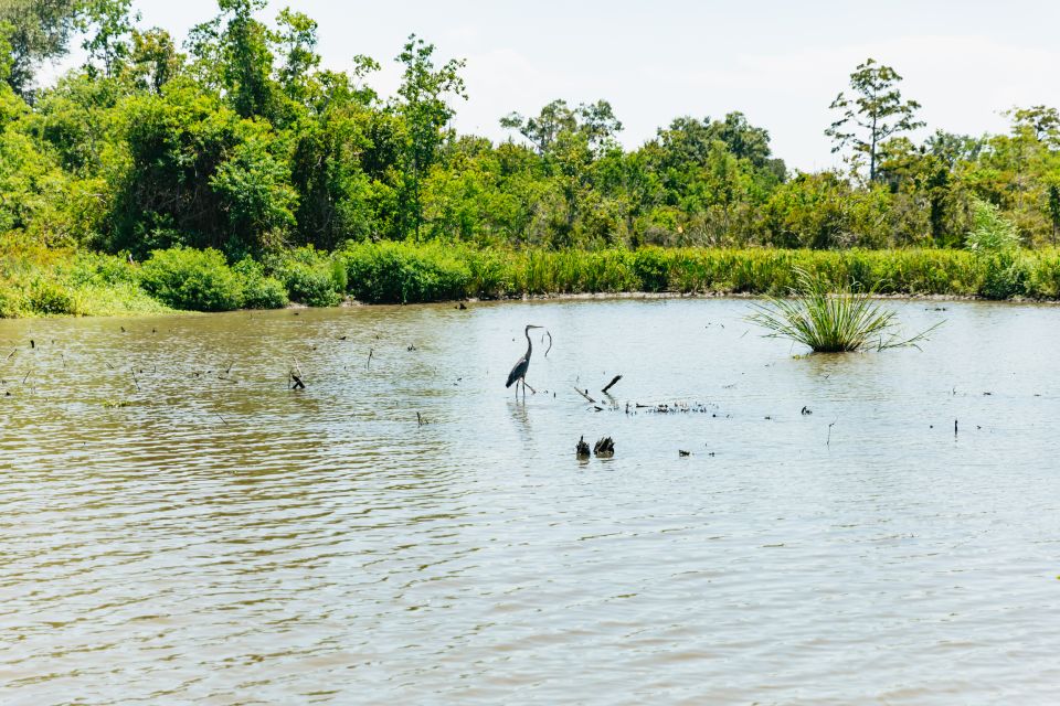 New Orleans: Bayou Tour in Jean Lafitte National Park - The Itinerary: What You Can Expect