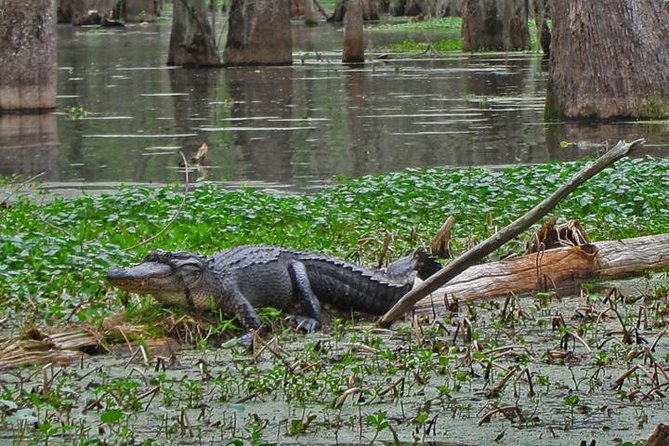 New Orleans City/Cemetery and Swamp Full-Day Tour - The Sum Up: Is It Worth It?