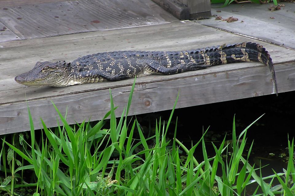 New Orleans: Destrehan Plantation & Airboat Combo Tour - A Closer Look at the Itinerary and Experiences