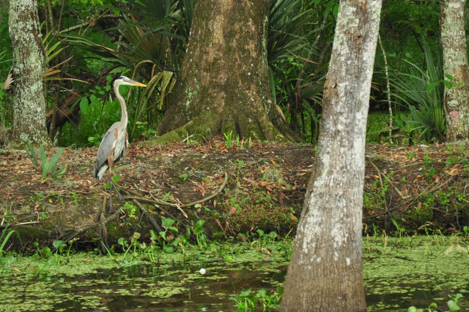 New Orleans: Destrehan Plantation & Airboat Combo Tour - Transport, Group Size, and Comfort