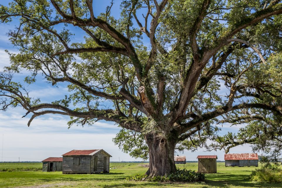 New Orleans: Felicity Plantation Guided Tour - Exploring the Felicity Plantation Guided Tour in Louisiana