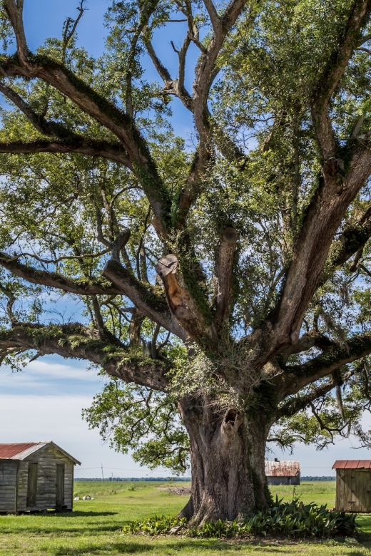 New Orleans: Felicity Plantation Guided Tour - Final Thoughts