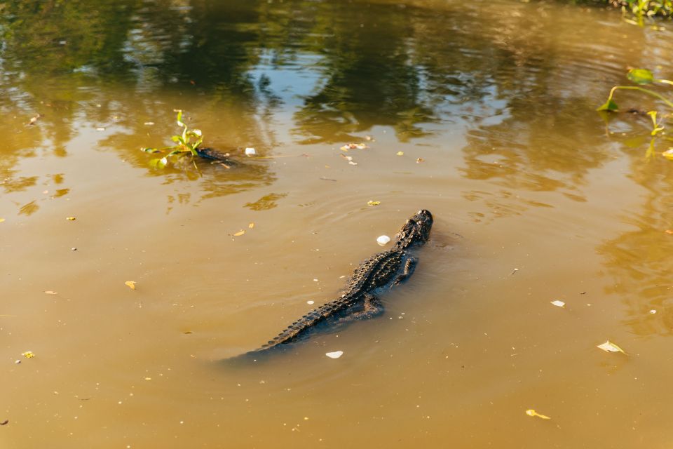 New Orleans: Guided Swamp Cruise by Tour Boat - What to Expect from the Tour