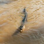 New Orleans: Guided Swamp Cruise by Tour Boat - The Full Itinerary Breakdown