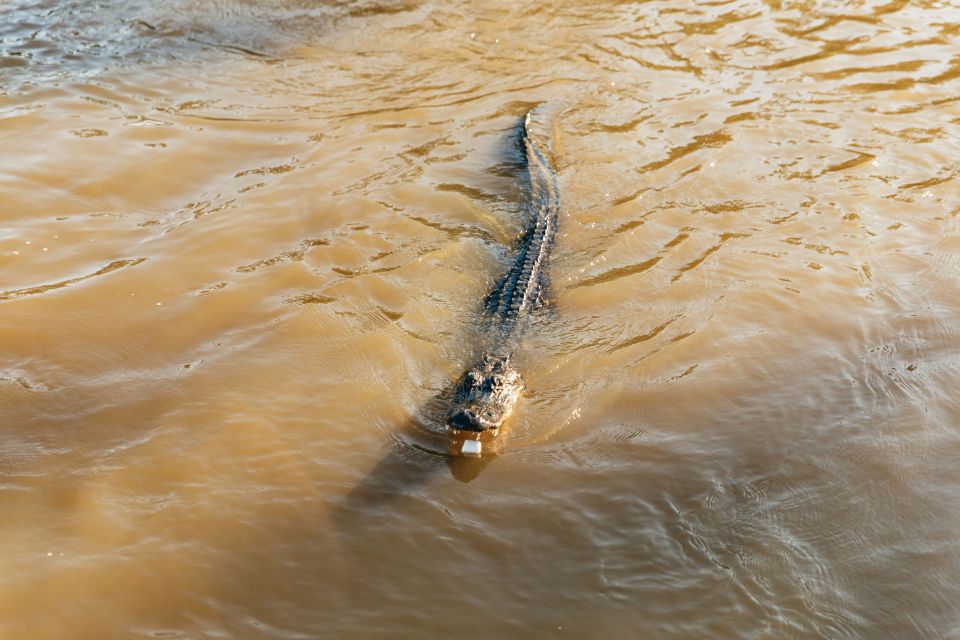 New Orleans: Guided Swamp Cruise by Tour Boat - The Full Itinerary Breakdown