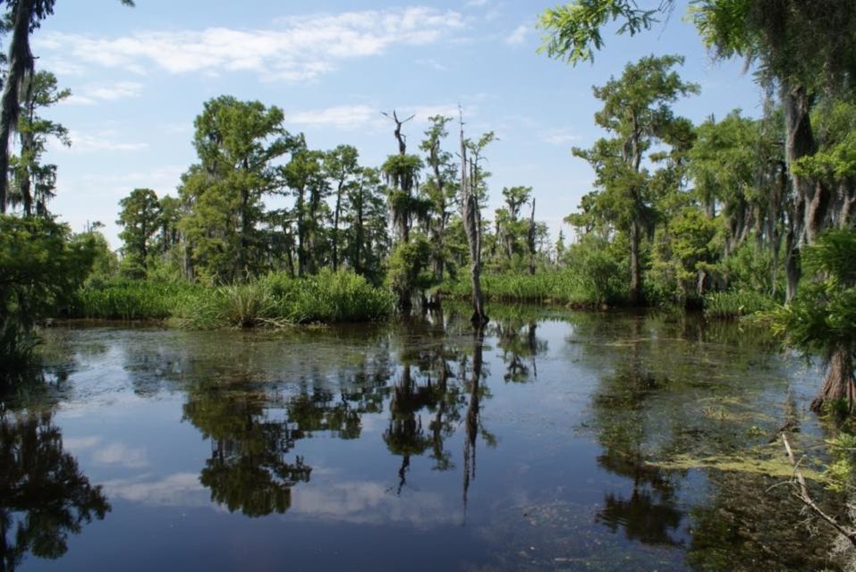 New Orleans: High Speed 16 Passenger Airboat Ride - The Experience in Action