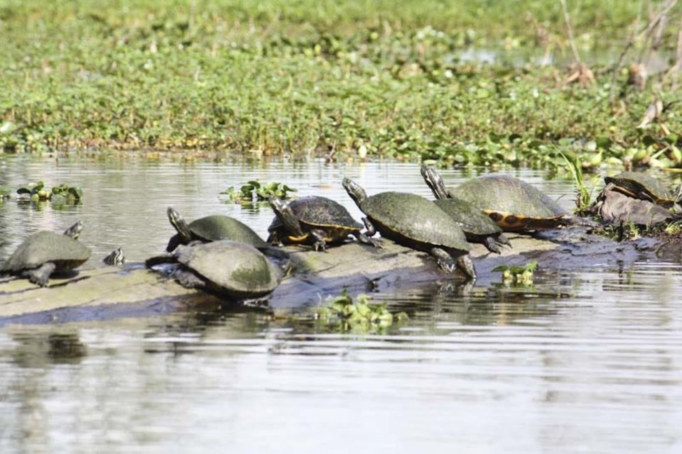 New Orleans: High Speed 16 Passenger Airboat Ride - Final Thoughts